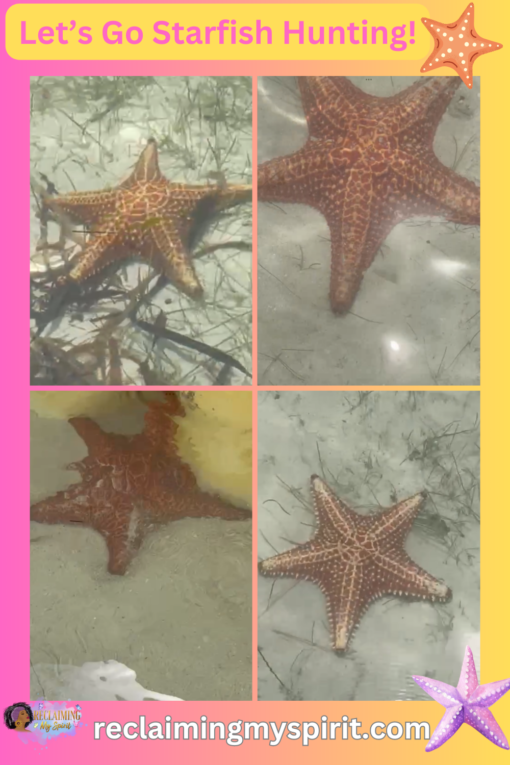 Surprising Starfish Facts - CupofMood